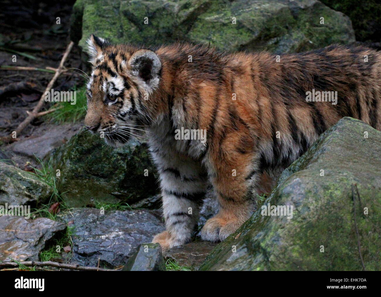 Wet and dirty Young Siberian or Amur tiger (Panthera tigris altaica ...