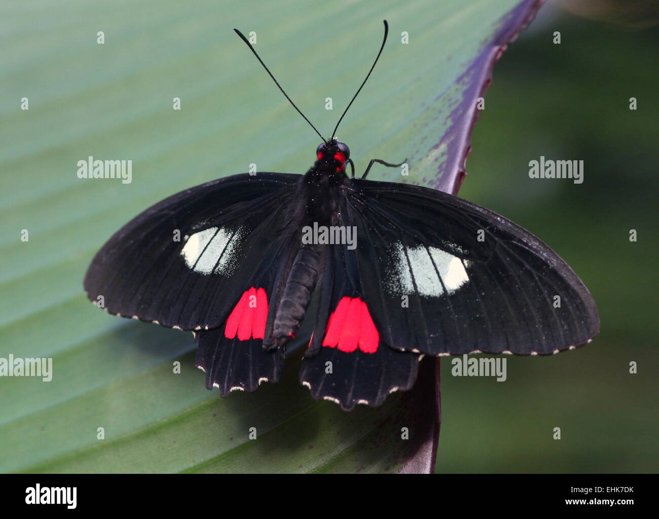 Male Pink Cattleheart or Transandean Cattleheart Butterfly (Parides ...