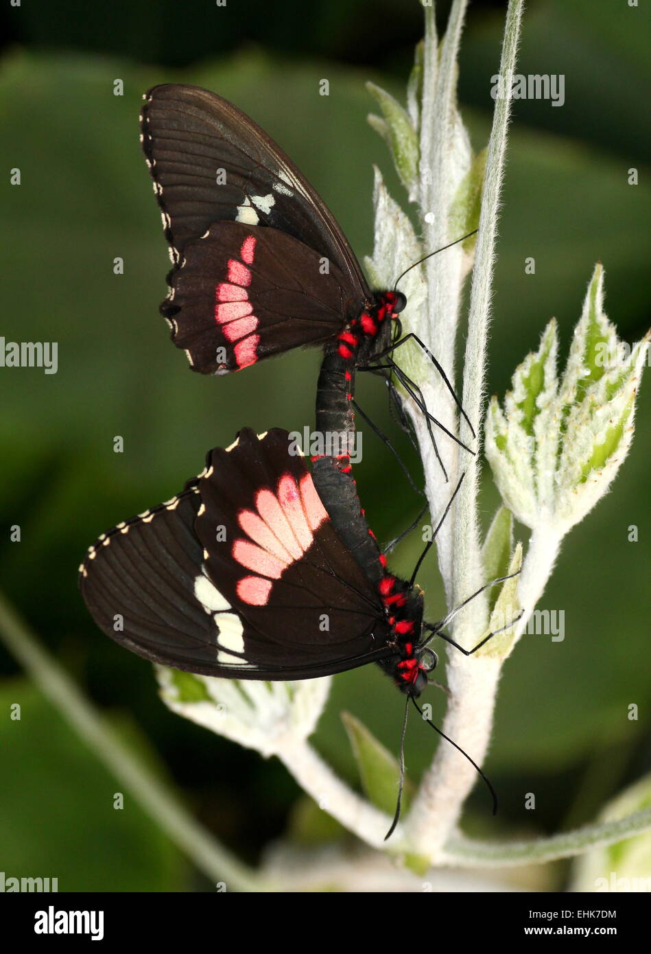 Pink cattleheart butterfly or parides iphidamas hi-res stock ...