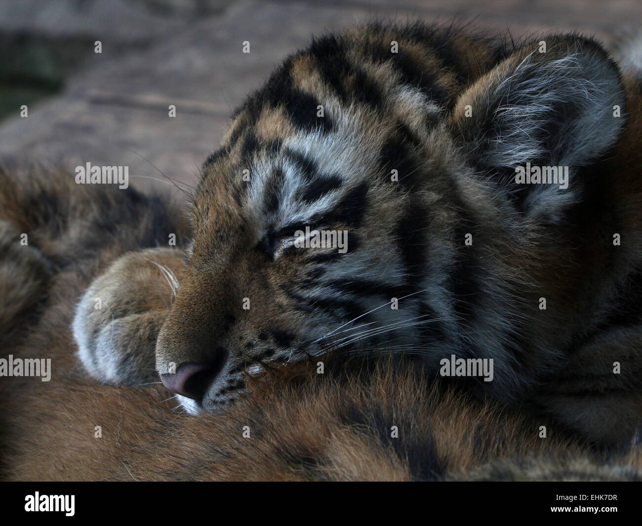 Siberian tiger cub hi-res stock photography and images - Alamy