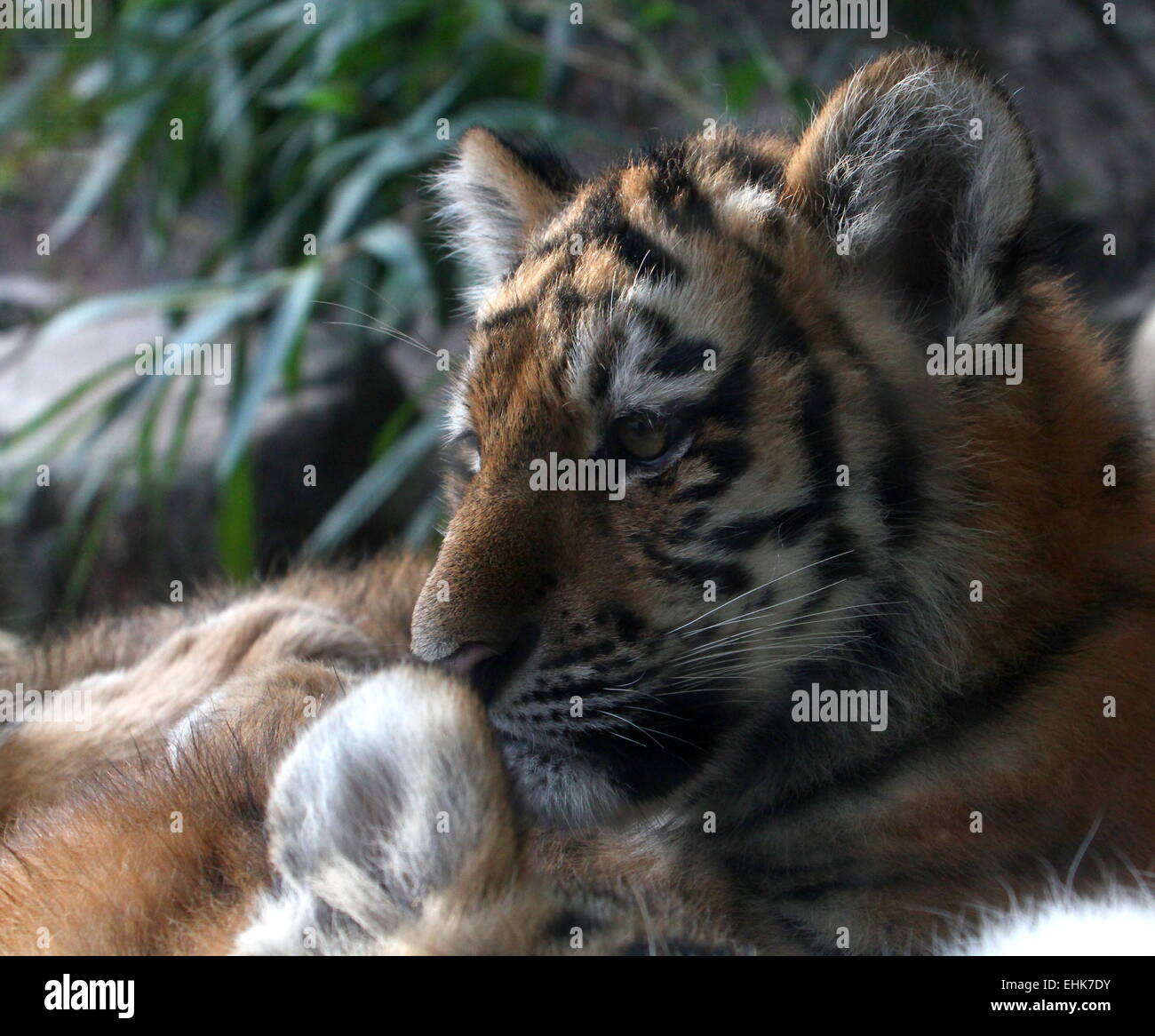 Siberian tiger cubs hi-res stock photography and images - Alamy