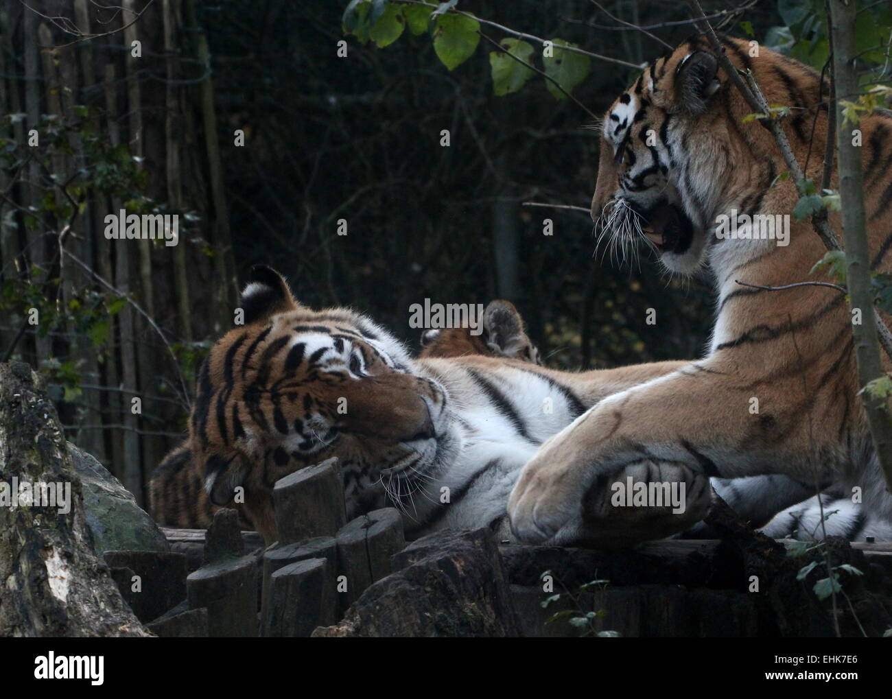 Male and female Siberian or Amur tiger (Panthera tigris altaica ...