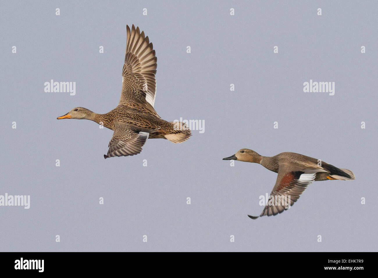 Common gadwall hi-res stock photography and images - Alamy