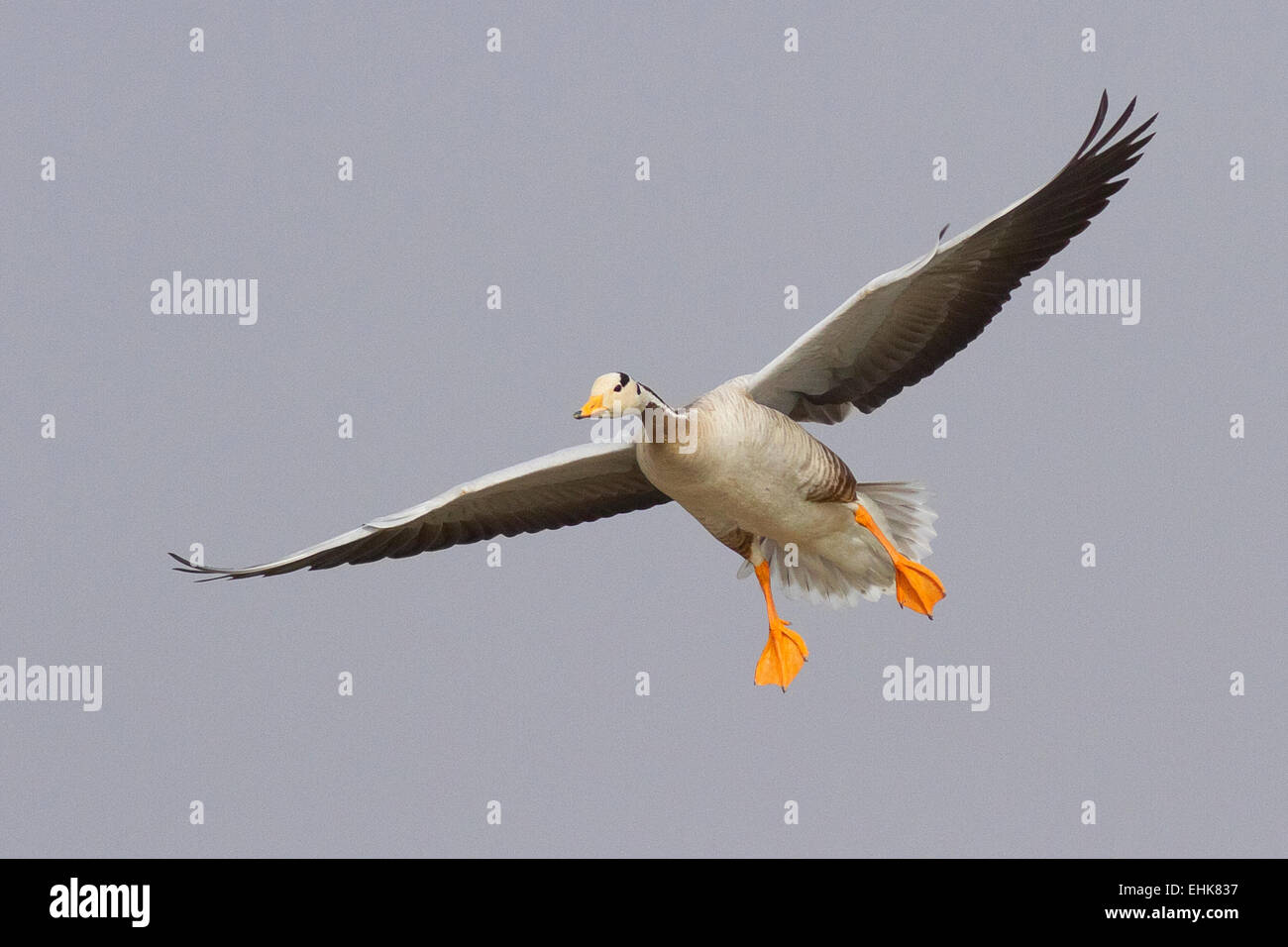 Bar-headed Goose (Anser indicus) in flight at Taal Chhapar wildlife ...