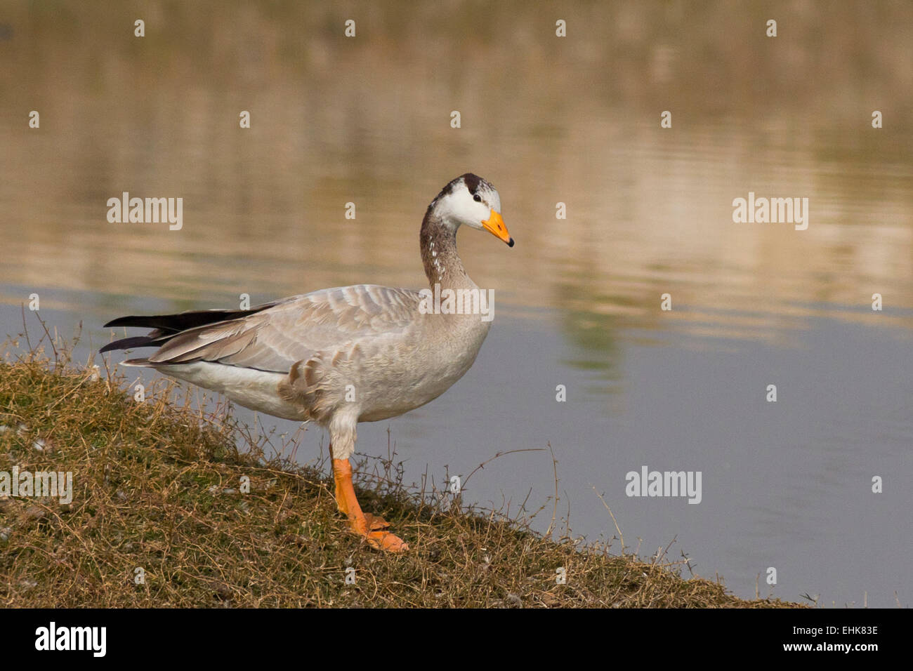 Bar-headed Goose (Anser indicus Stock Photo - Alamy