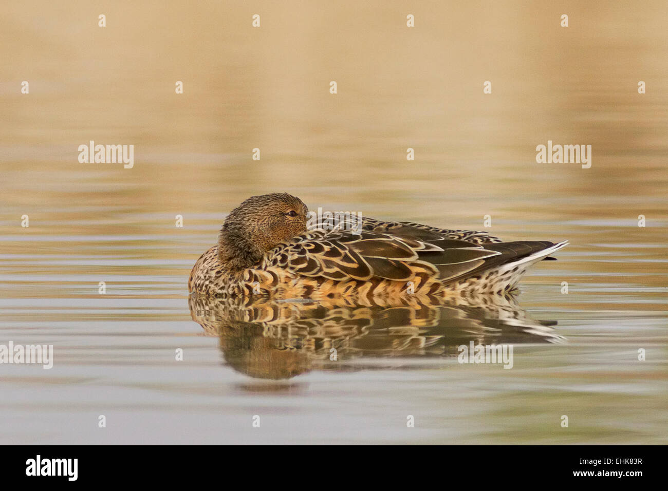 Resident duck species hi-res stock photography and images - Alamy