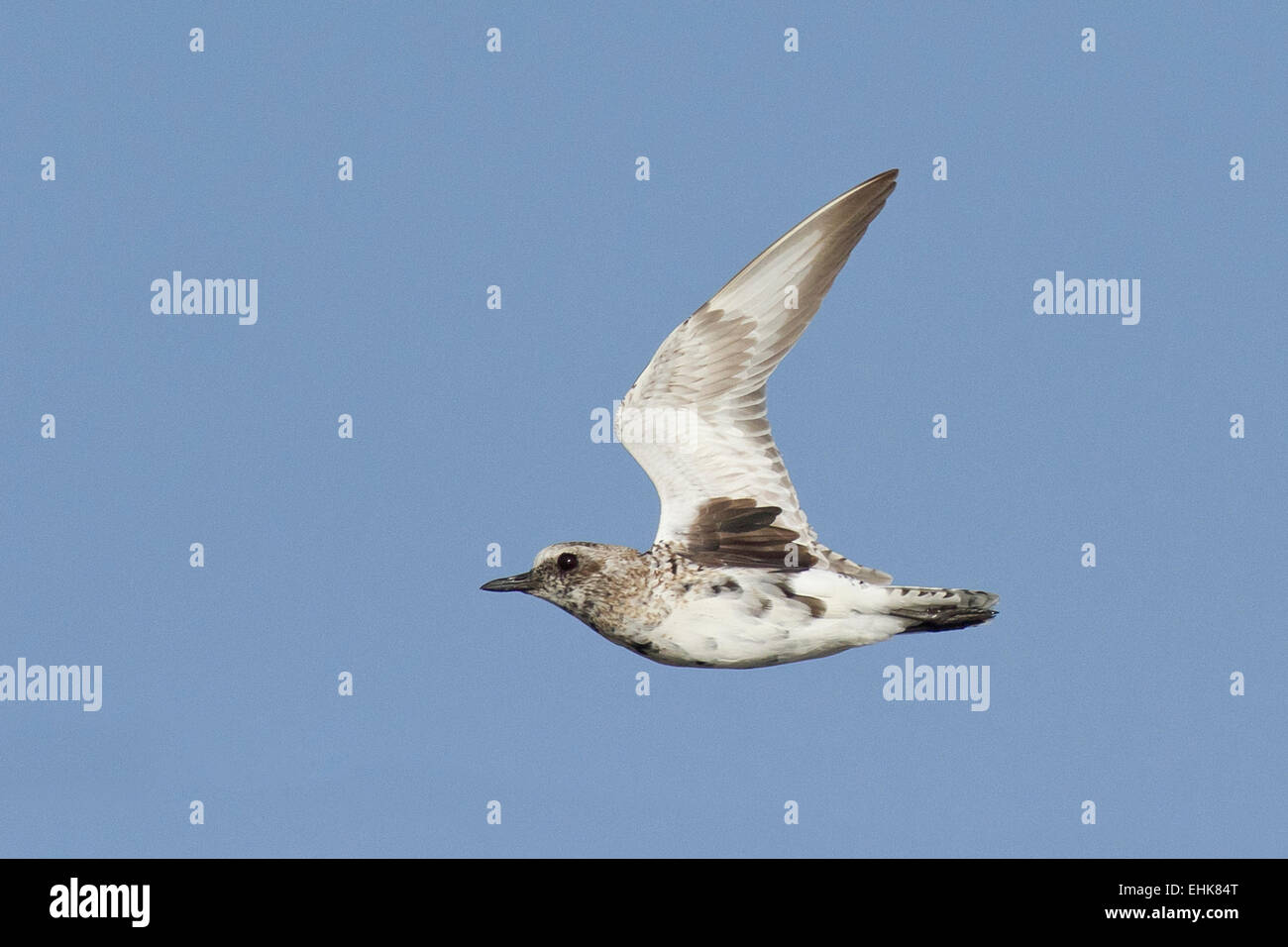Siewnica hi-res stock photography and images - Alamy