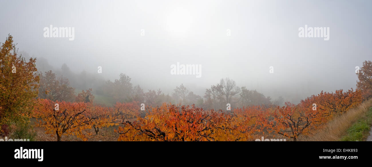 Cherry field Autumn colors Stock Photo - Alamy