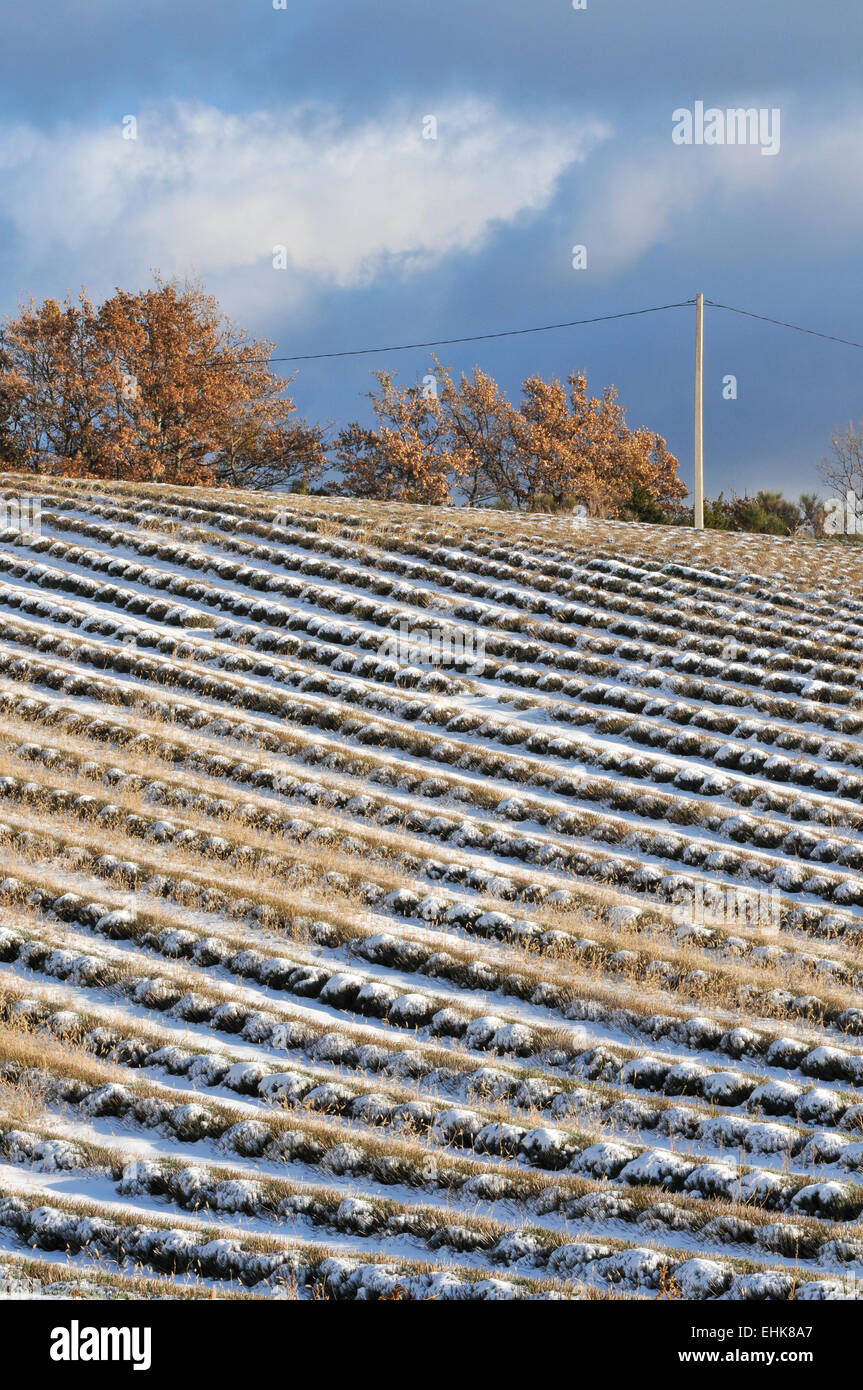 lavender field in the snow Stock Photo - Alamy