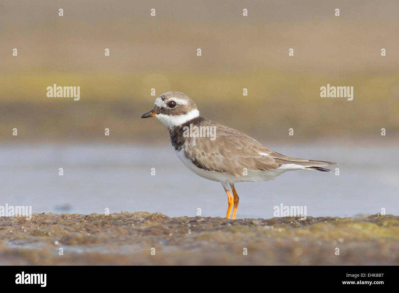 Common Ringed Plover (Charadrius hiaticula Stock Photo - Alamy
