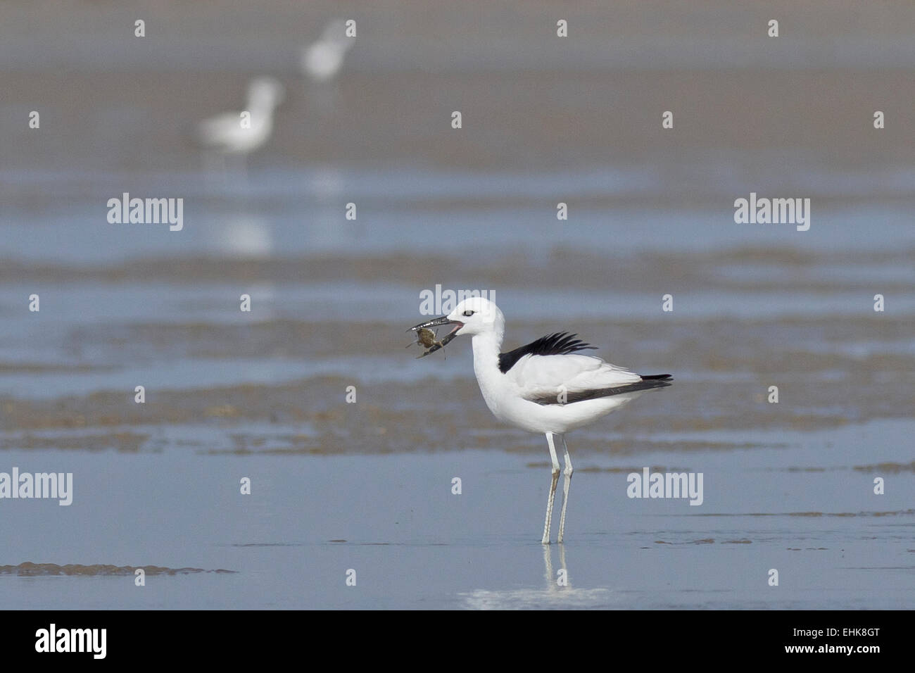 Indian ground crab hi-res stock photography and images - Alamy
