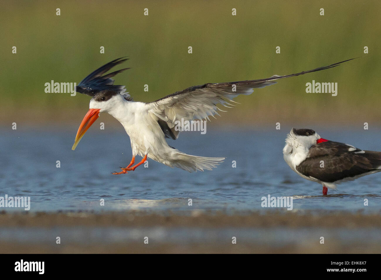 Indian skimmer or Indian scissors-bill (Rynchops albicollis) landing ...