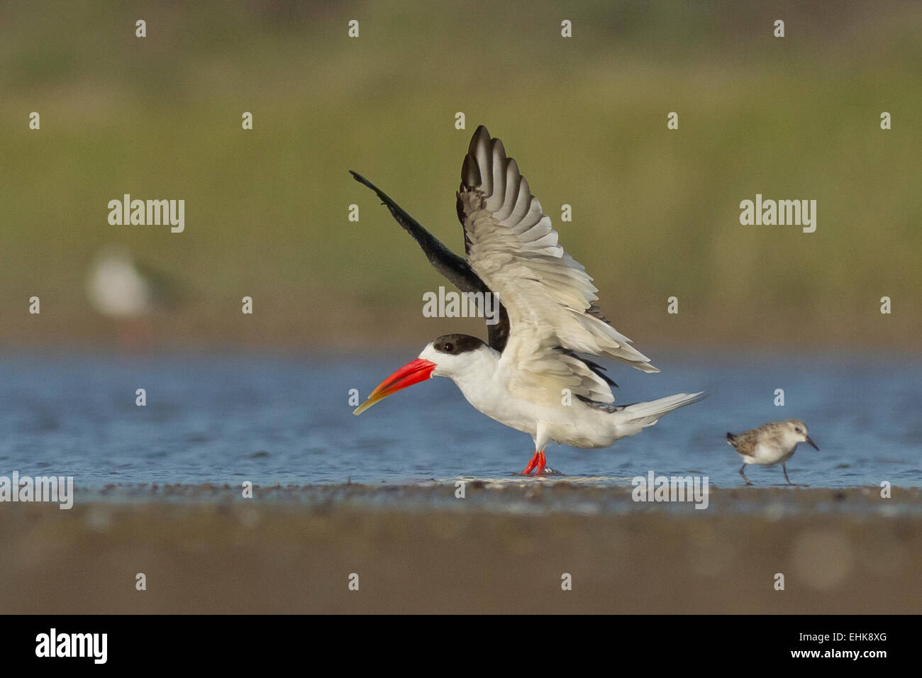 Indian scissors bill hi-res stock photography and images - Alamy