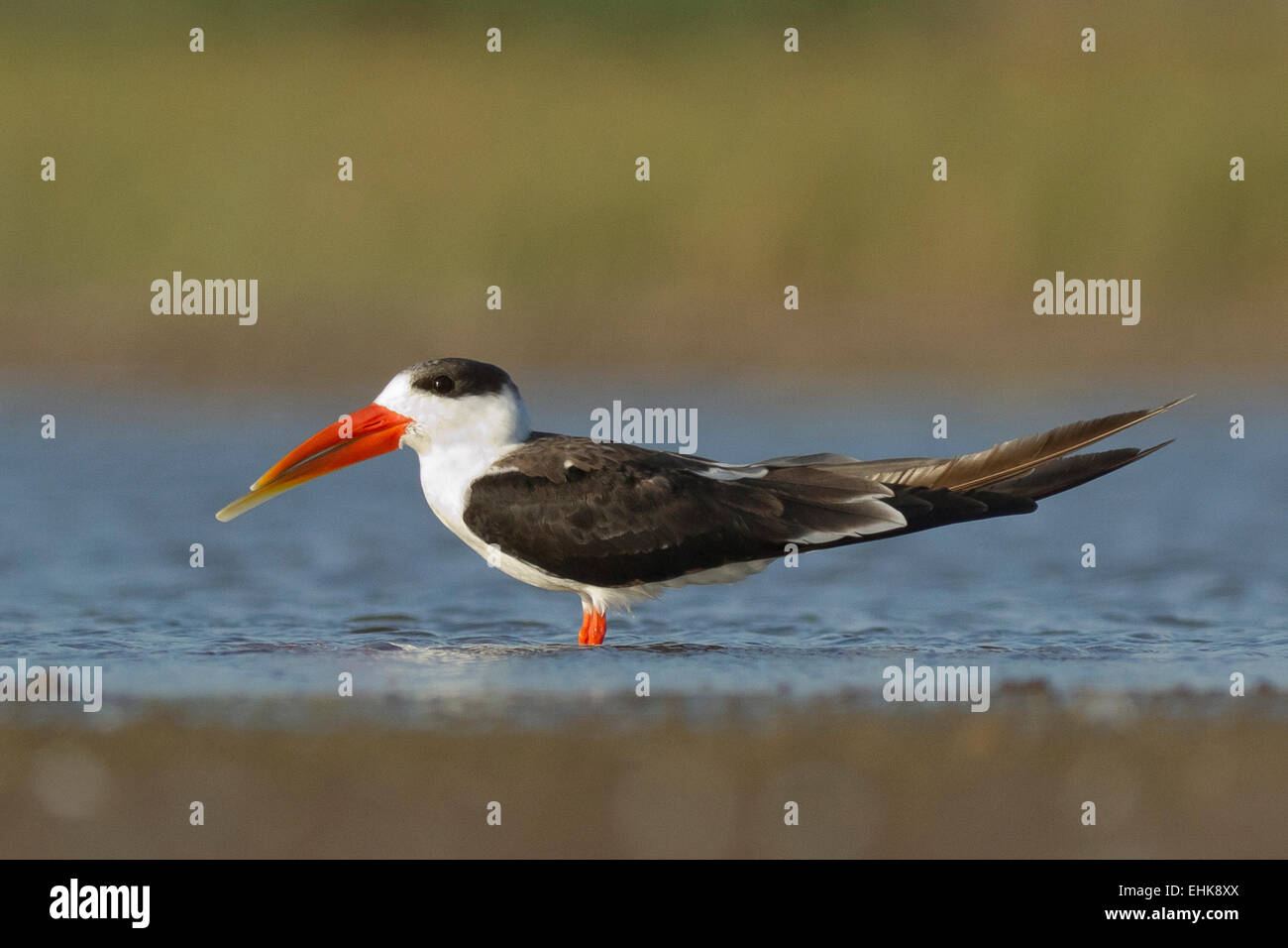 Scissors beaks hi-res stock photography and images - Alamy