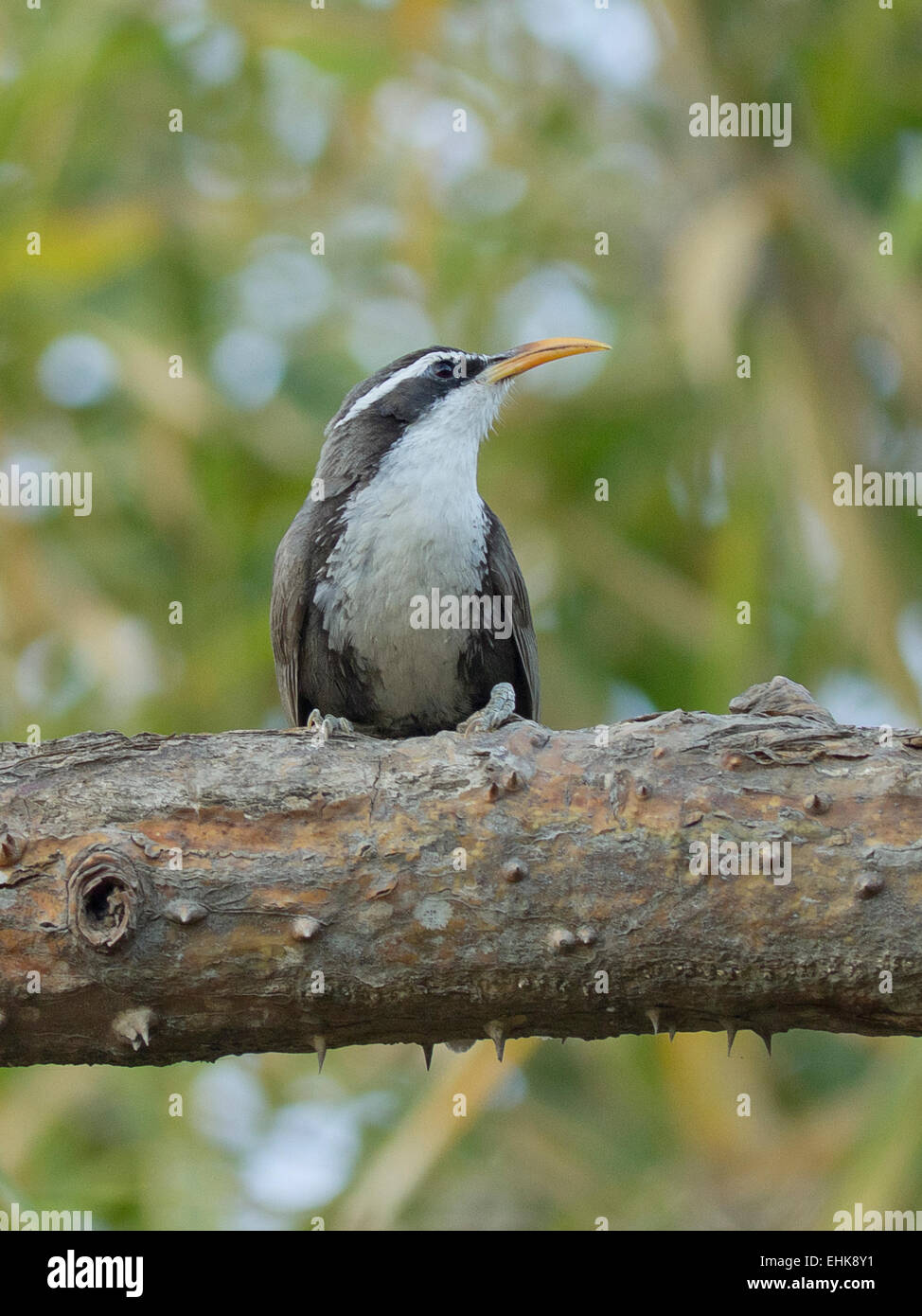 Indian scimitar babbler (Pomatorhinus horsfieldii) at mount abu ...