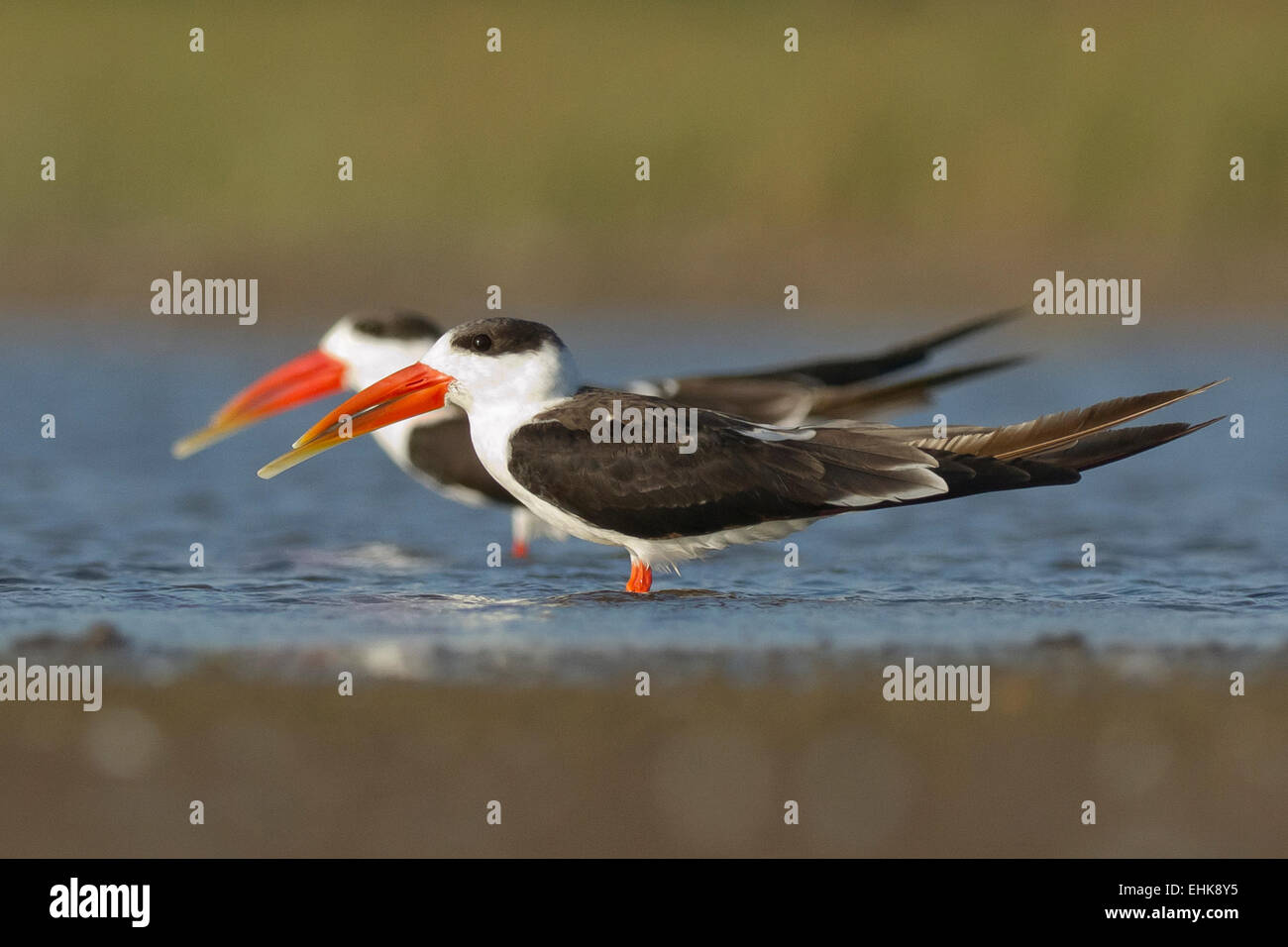 Scissors beaks hi-res stock photography and images - Alamy