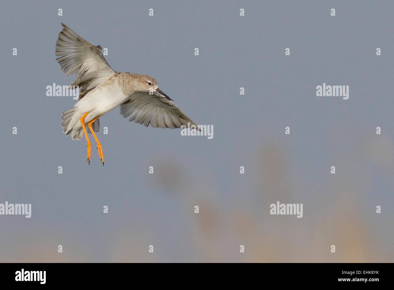 Ruff (Calidris pugnax) in flight Stock Photo - Alamy
