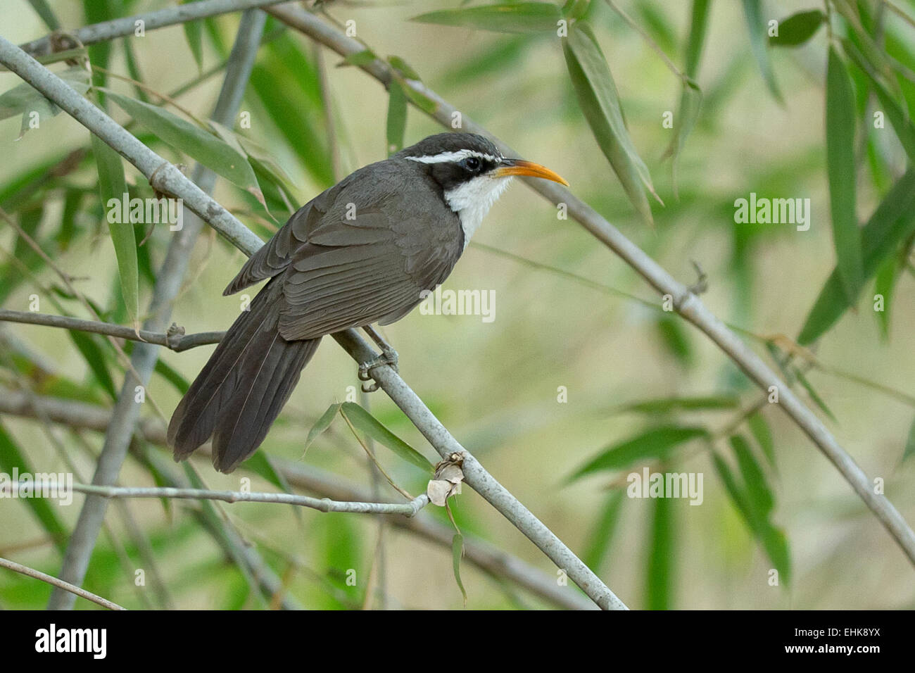 Indian scimitar babbler (Pomatorhinus horsfieldii) at mount abu ...