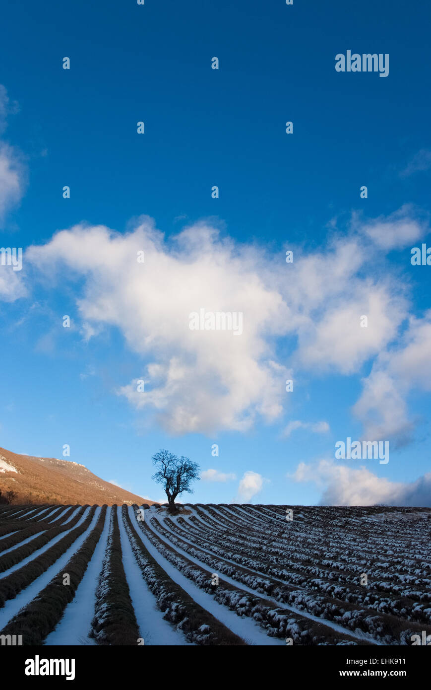 Almond blanc hi-res stock photography and images - Alamy