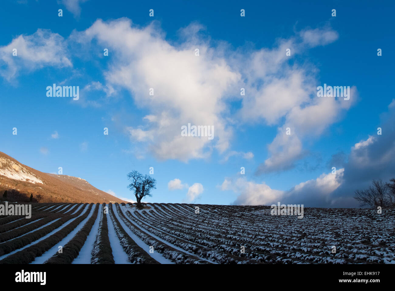 Almond tree panorama hi-res stock photography and images - Alamy