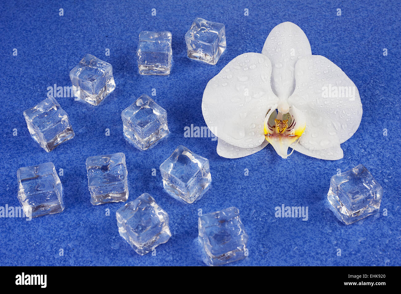White orchid flowers and ice cubes over blue background. Closeup Stock ...