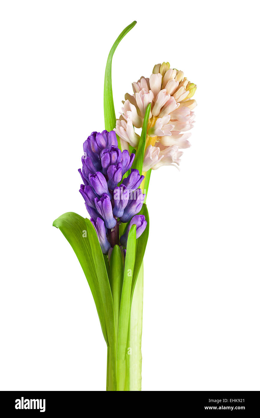 Bouquet from hyacinth flowers arrangement centerpiece isolated on white ...