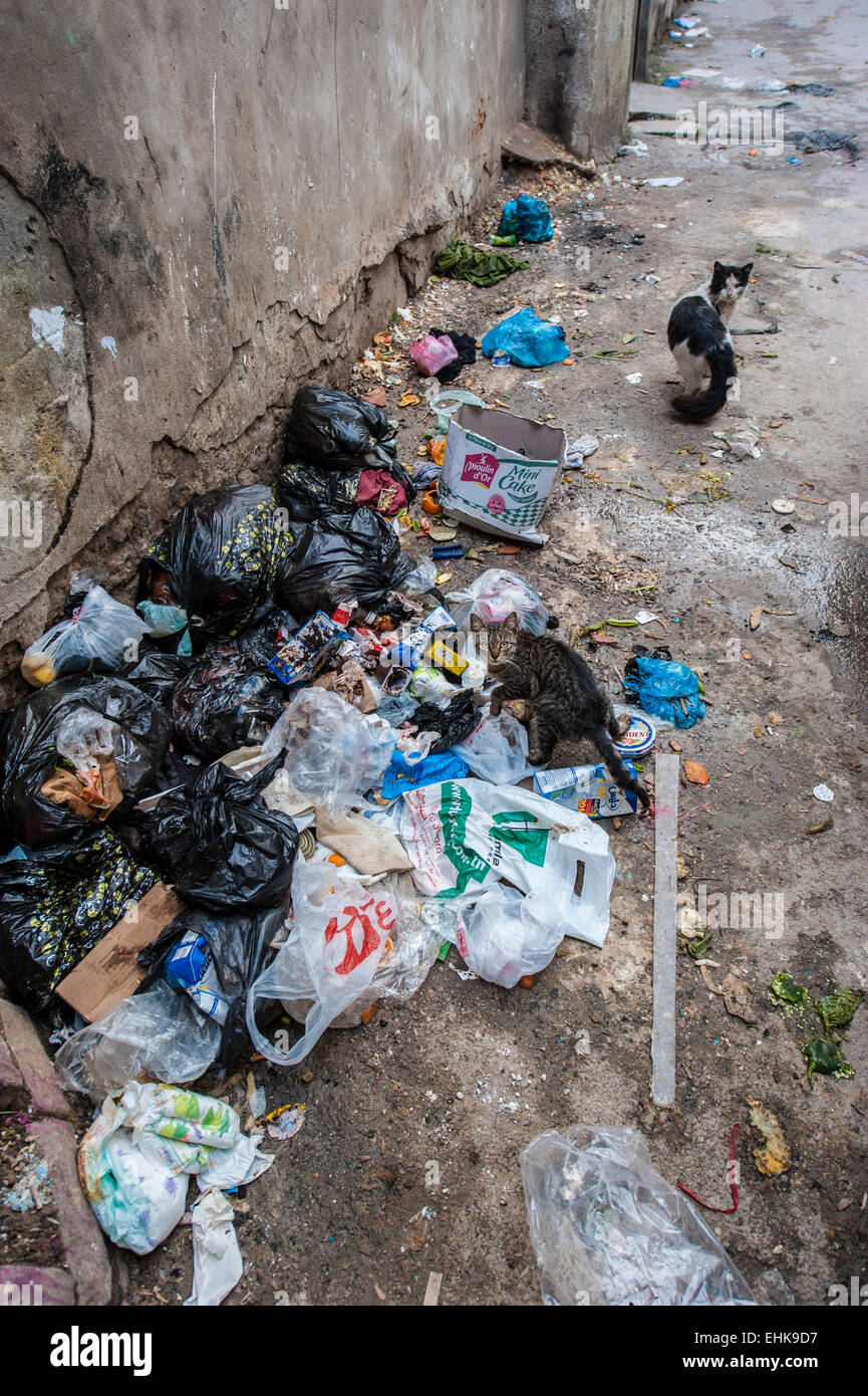 Stray cats scavenging through garbage in Tunis, Tunisia Stock Photo - Alamy