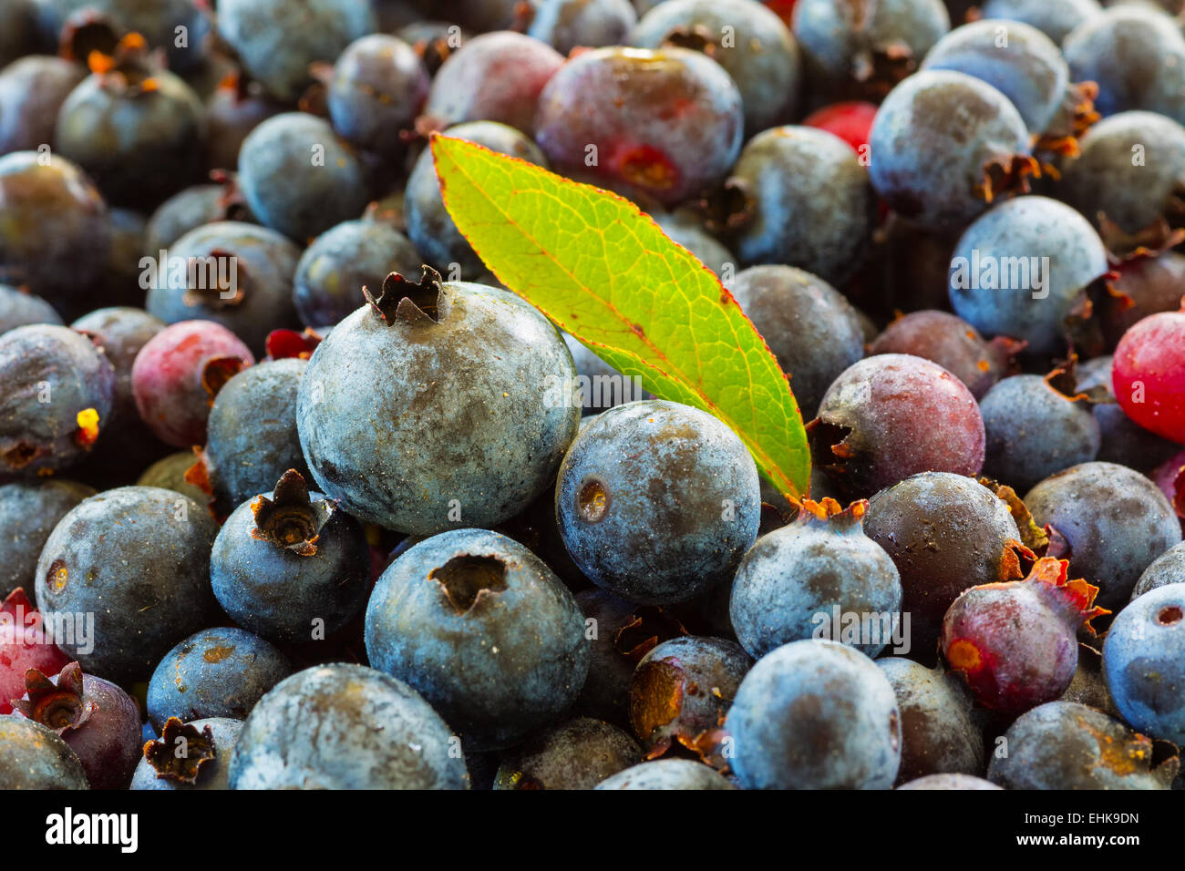 Freshly picked wild low bush blueberries Stock Photo - Alamy