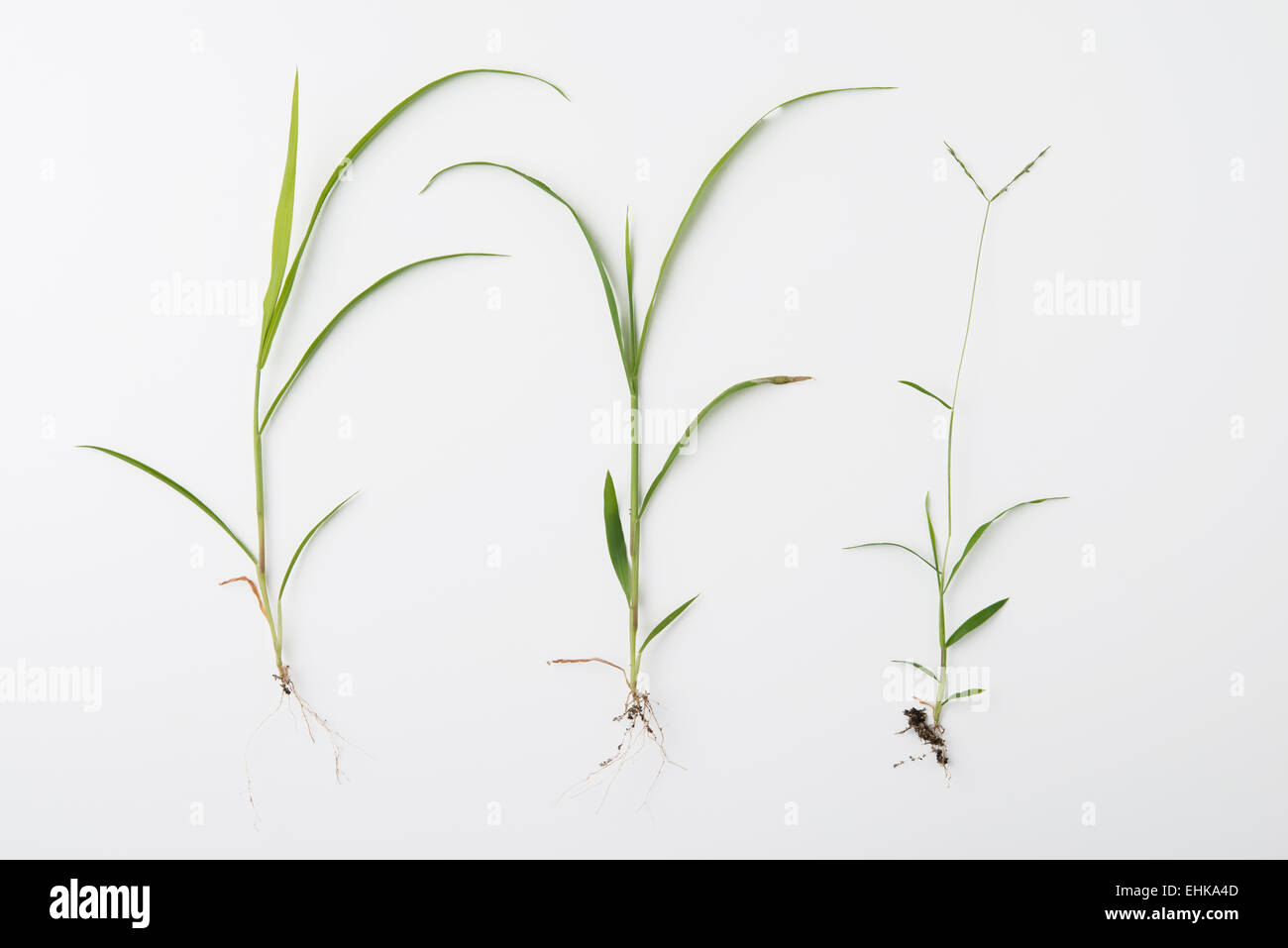Grass root plant hi-res stock photography and images - Alamy