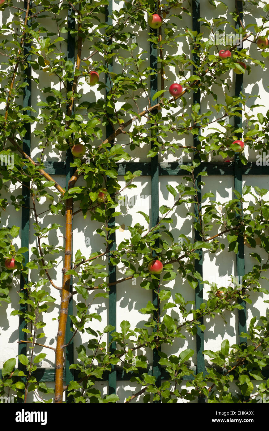 Espalier apple hi-res stock photography and images - Alamy