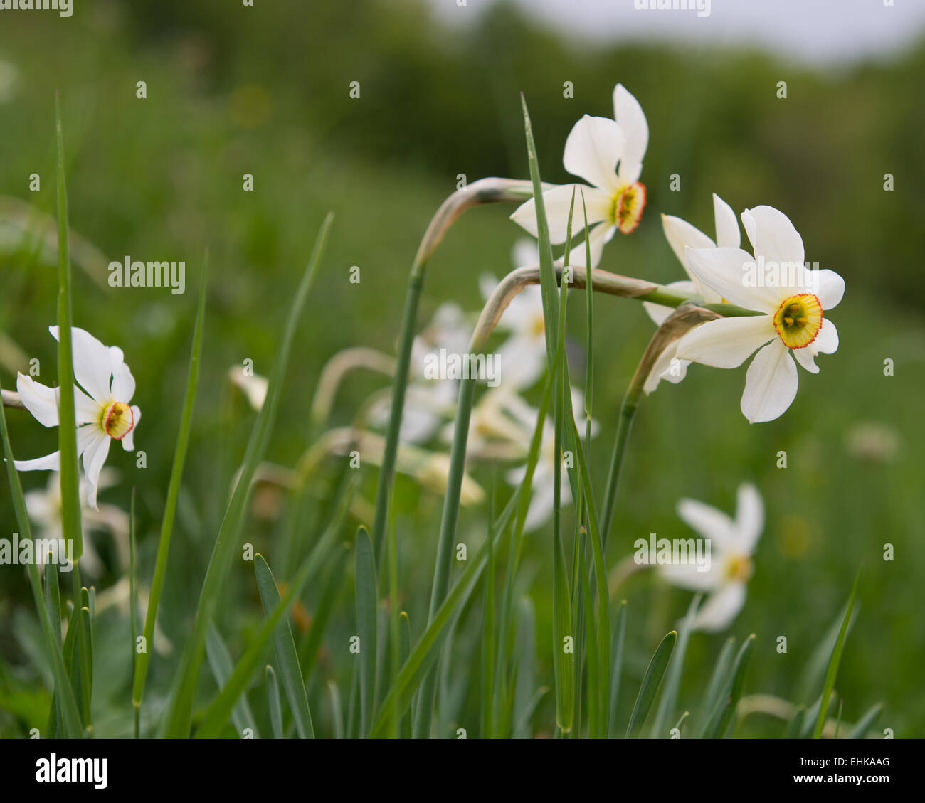 Narzissen hi-res stock photography and images - Alamy