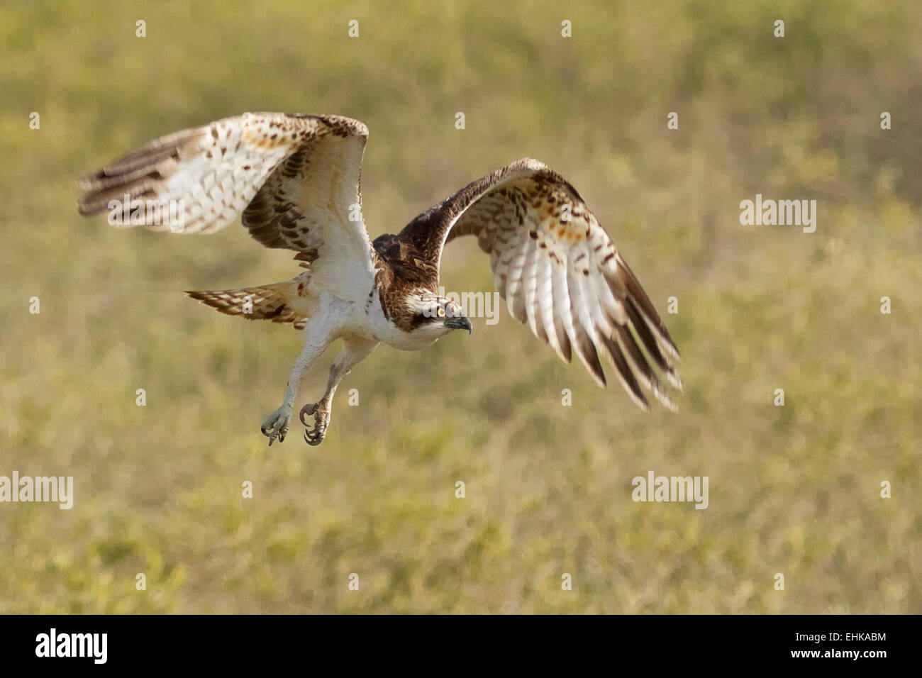 Family pandionidae hi-res stock photography and images - Alamy