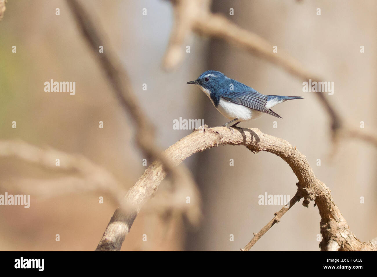 Ultramarine Flycatcher (Ficedula superciliaris Stock Photo - Alamy