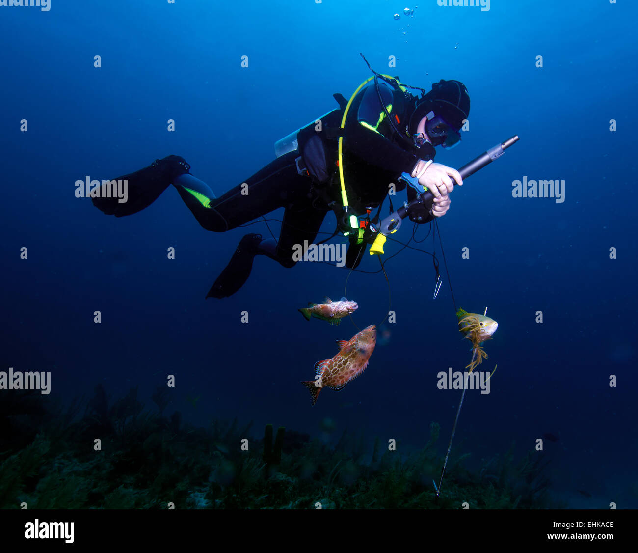 Diving speargun hi-res stock photography and images - Alamy