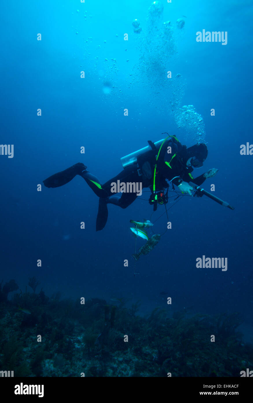 Diving speargun hi-res stock photography and images - Alamy