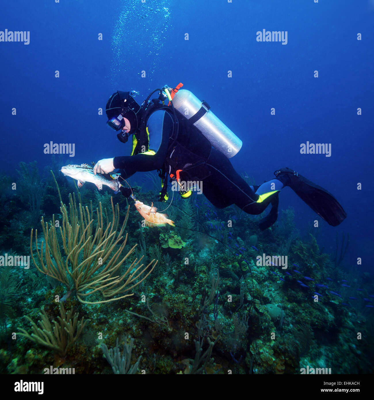 Scuba Diver Hunting Fishes with Spear Gun Stock Photo - Alamy