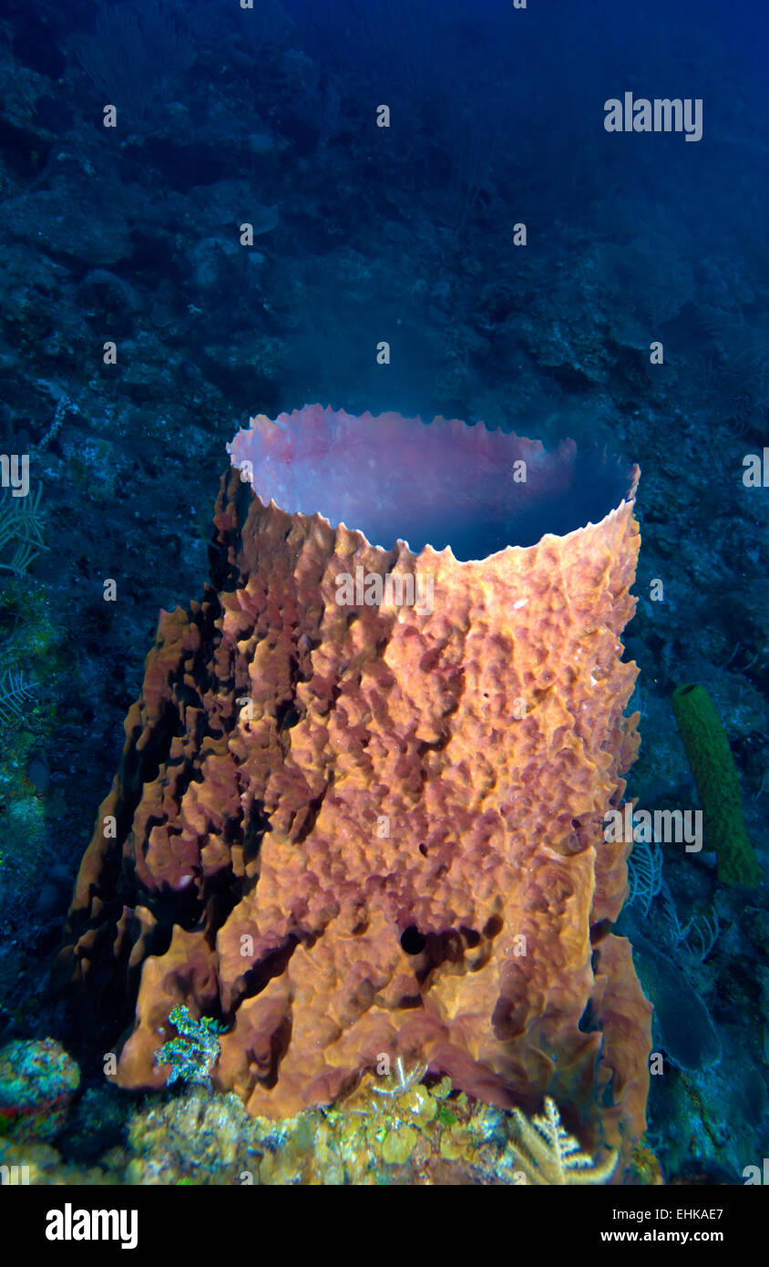 Cuban coral hi-res stock photography and images - Alamy