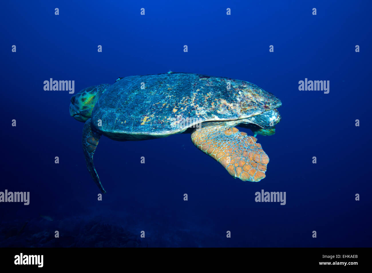 Old sea turtle hi-res stock photography and images - Alamy