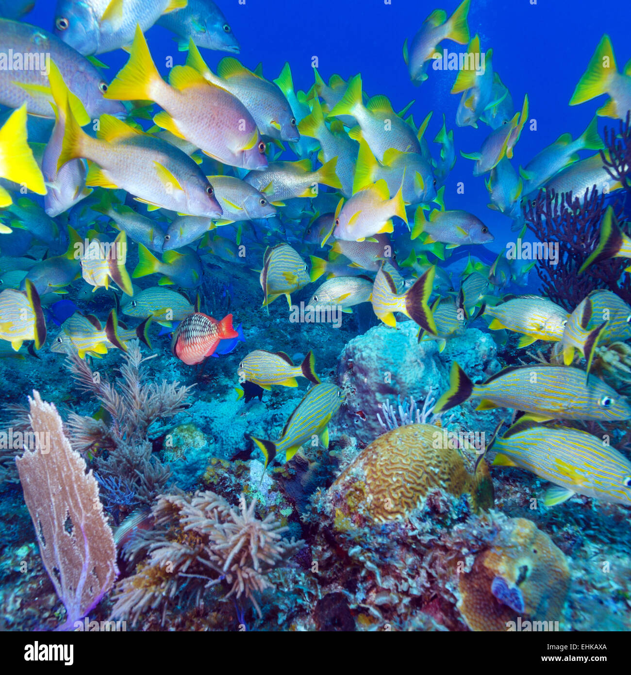 School of snappers, Cayo Largo, Cuba Stock Photo - Alamy