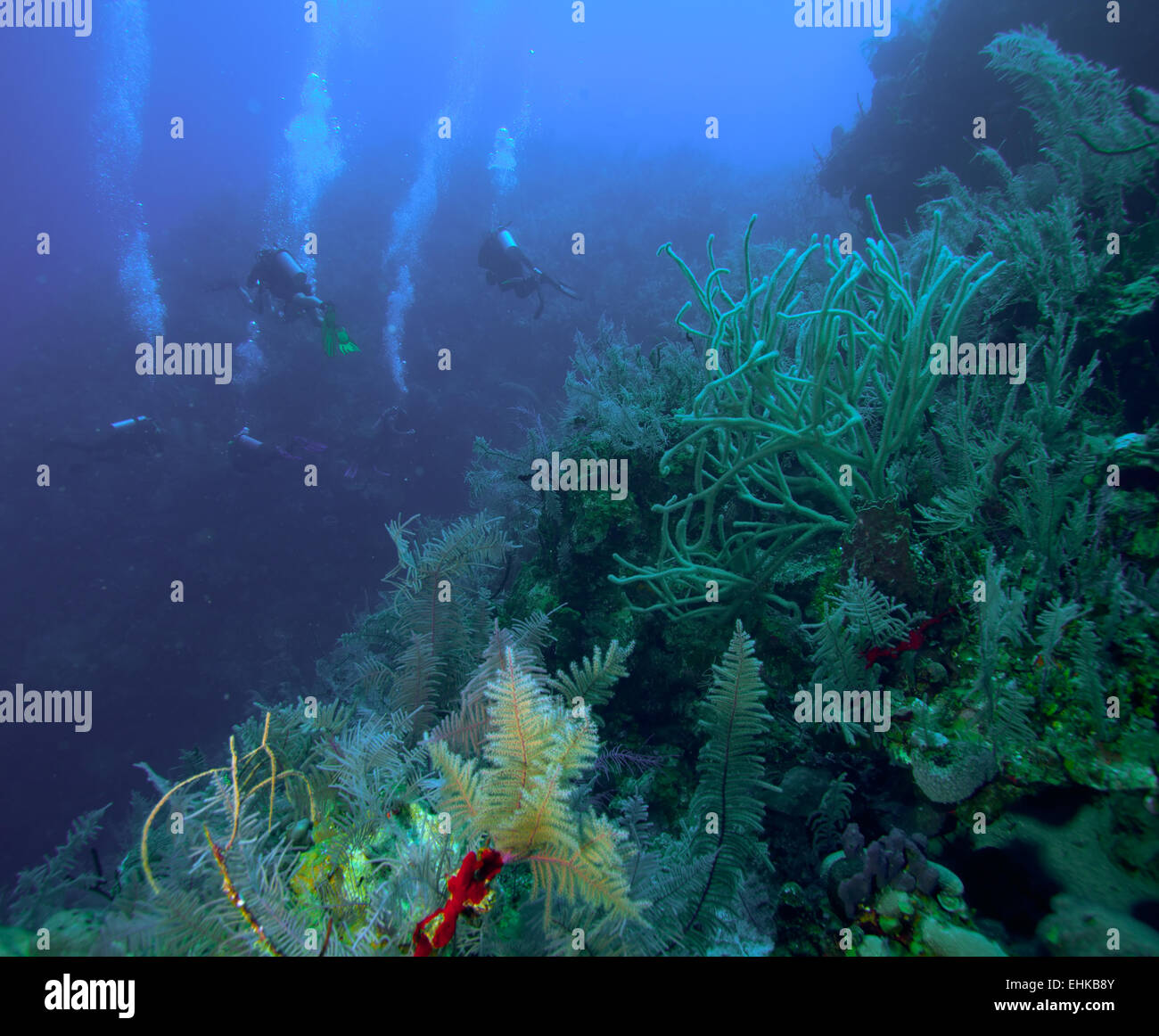 Group of divers going deep, Cuba Stock Photo - Alamy