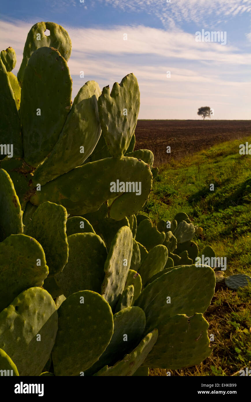 Prickly pear cactus field cactus hi-res stock photography and images ...