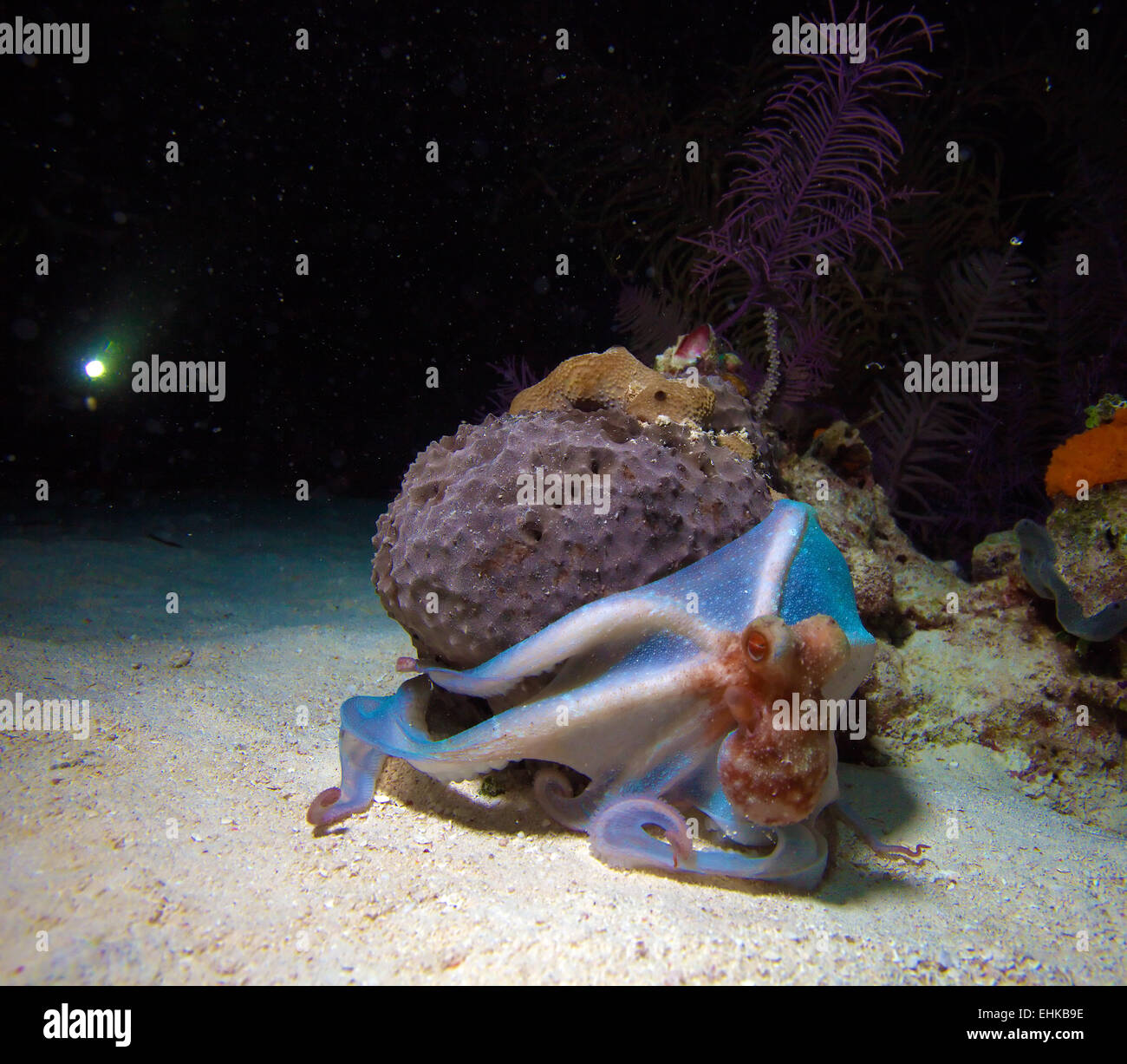 Small octopus sitting on coral during night dive, Cuba Stock Photo - Alamy