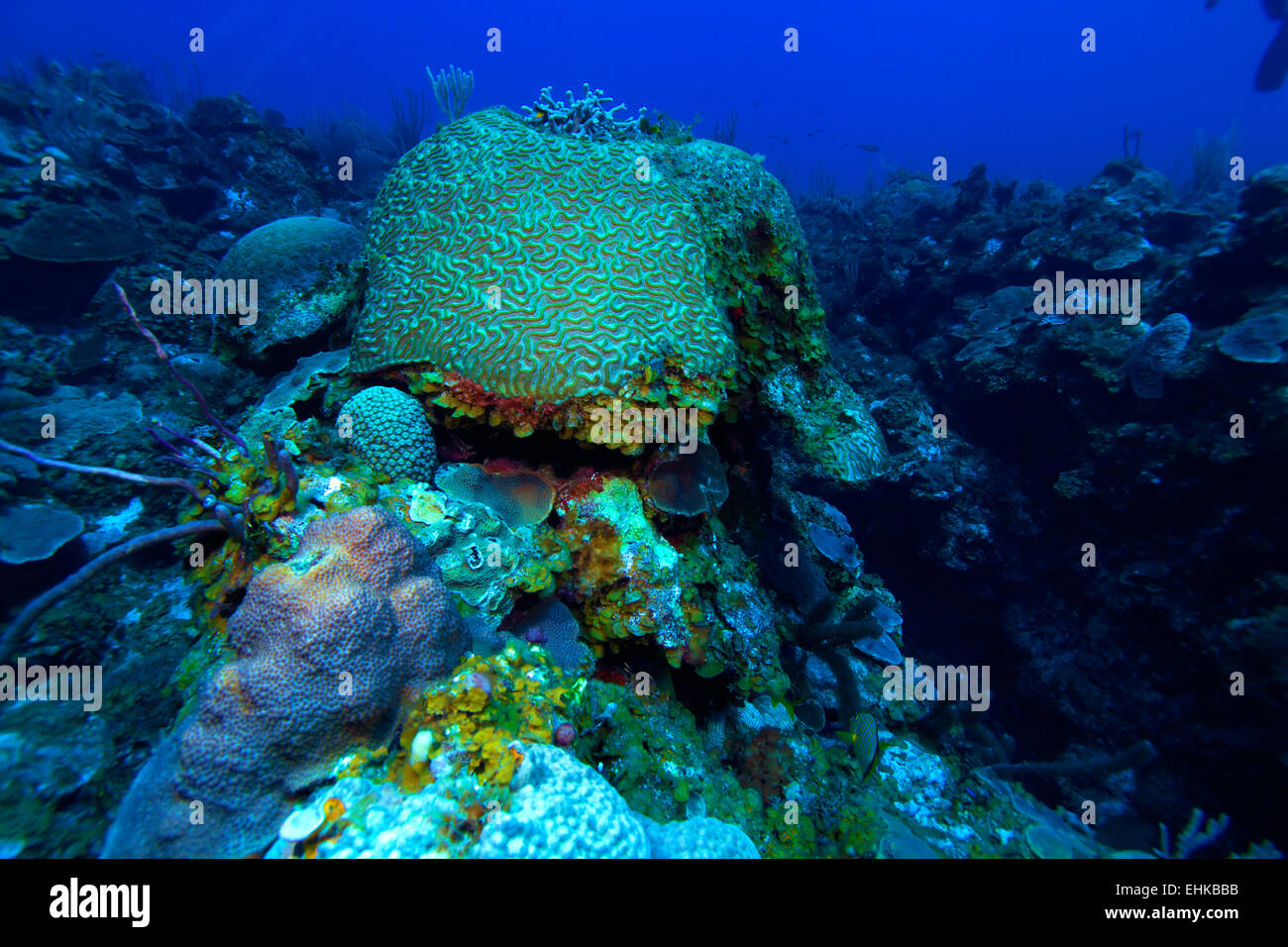 Brain coral faviidae near cayo hi-res stock photography and images - Alamy