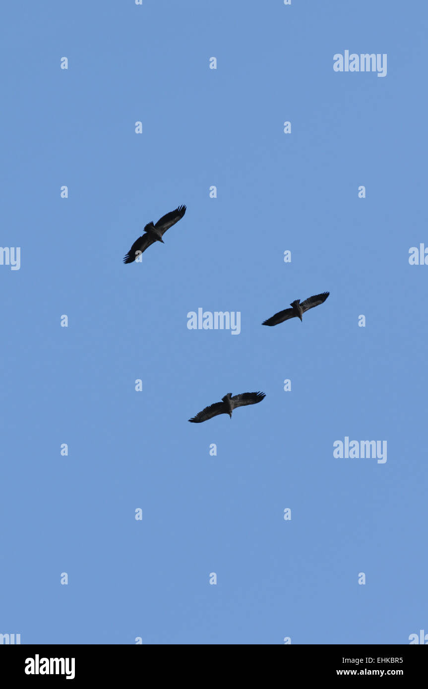 Group vultures in sky hi-res stock photography and images - Alamy