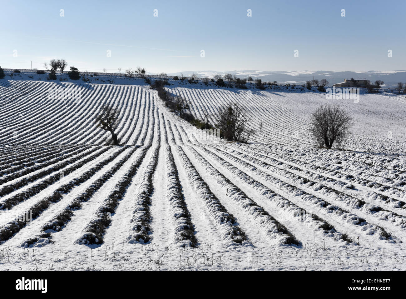 Row of lavender hi-res stock photography and images - Alamy