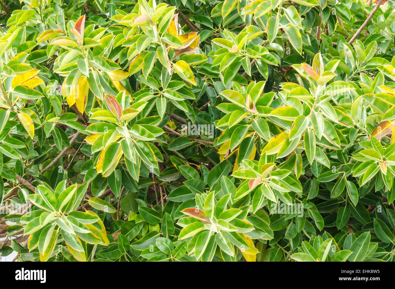Full frame take of a lush rubber plant Stock Photo - Alamy