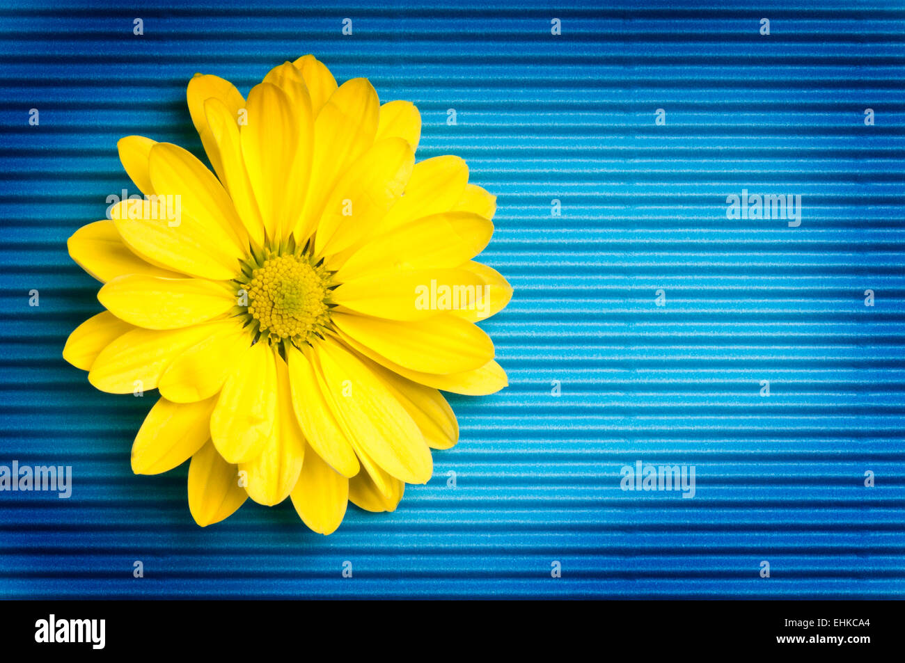 yellow daisy flower on blue background Stock Photo - Alamy