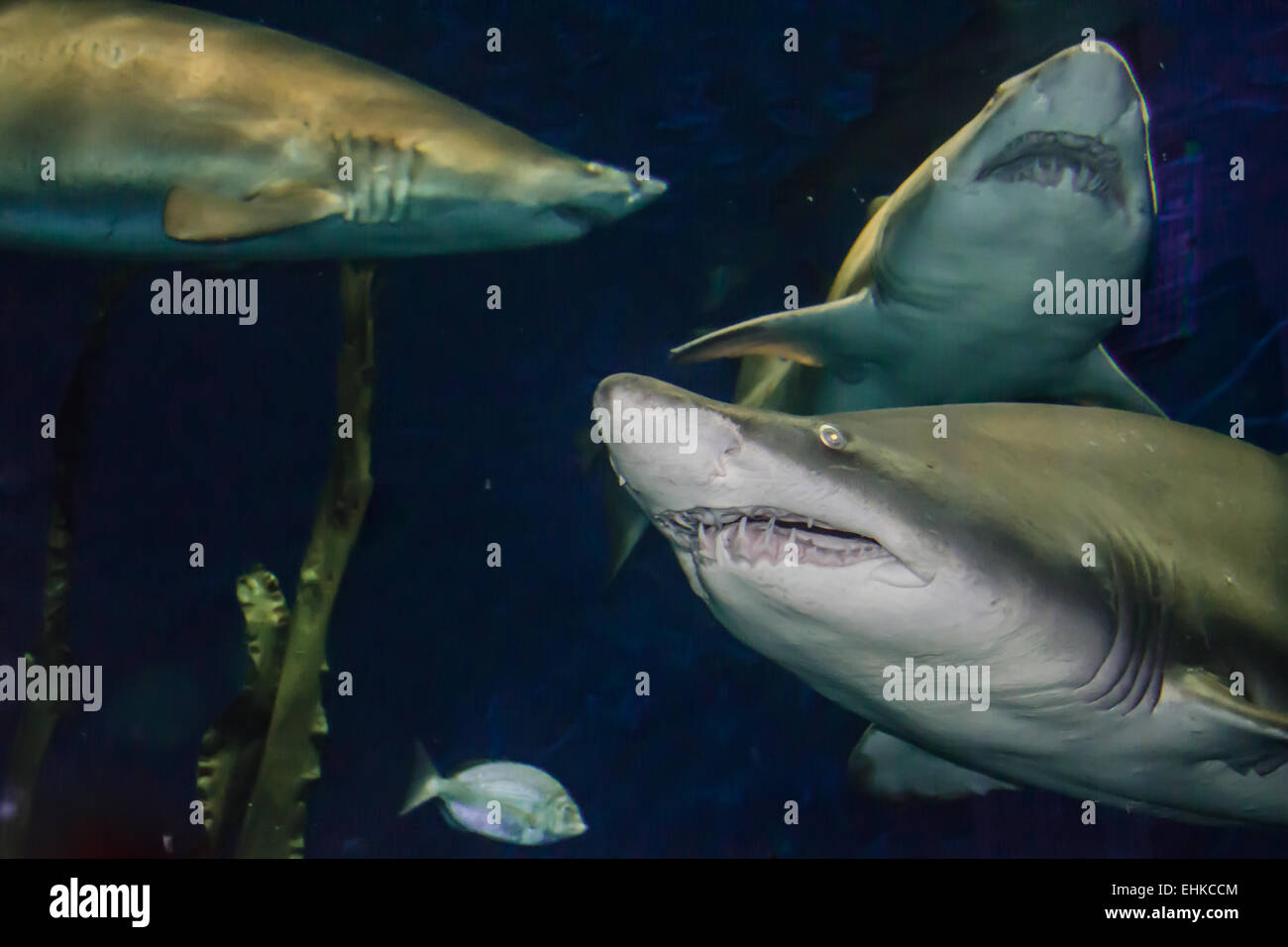 Sand Tiger Shark Stock Photo - Alamy