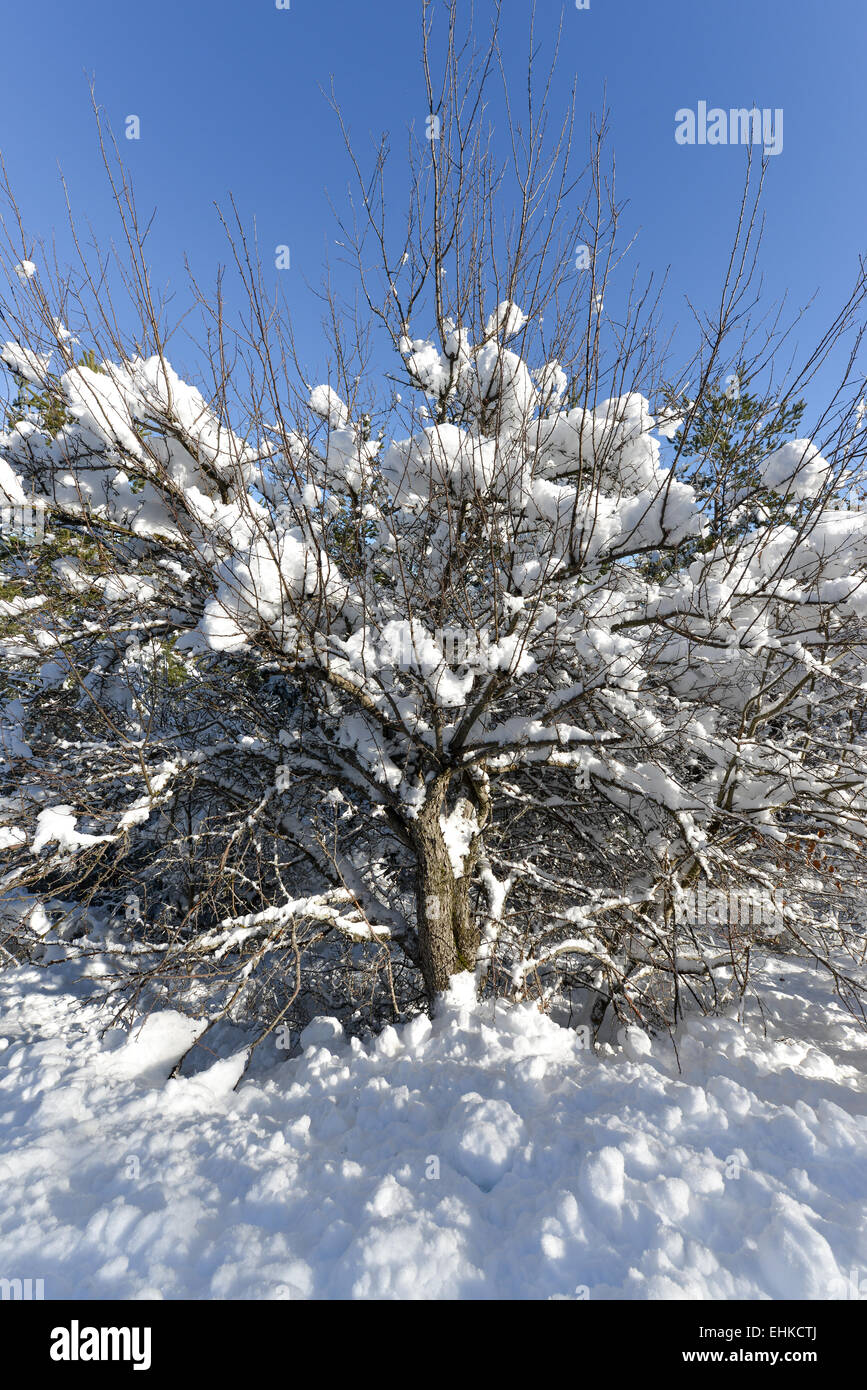 foliage under snow and blue sky Stock Photo - Alamy