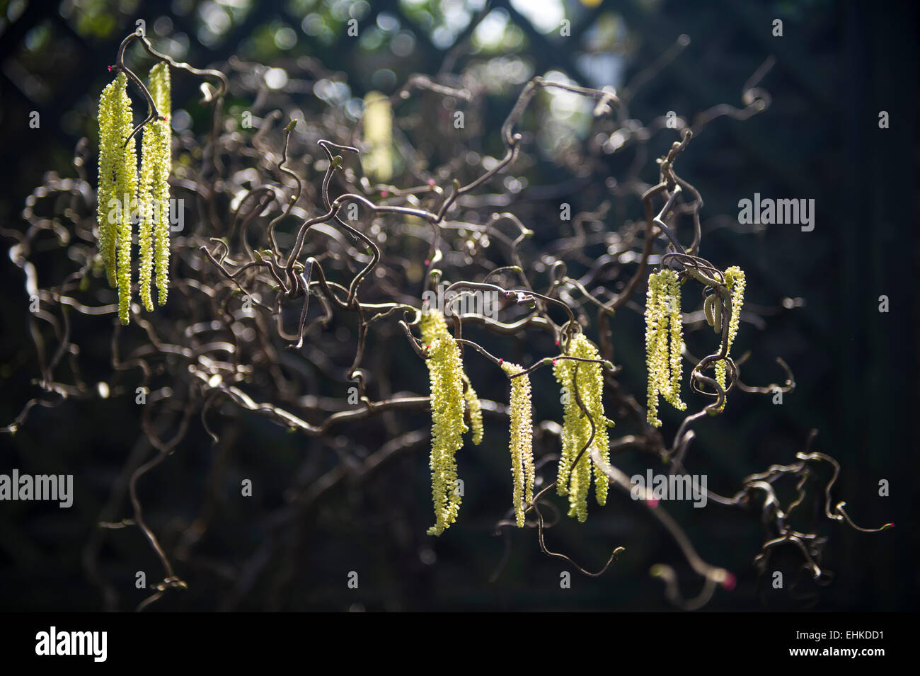 Spring catkins on a willow tree backlit with a low sun Stock Photo - Alamy